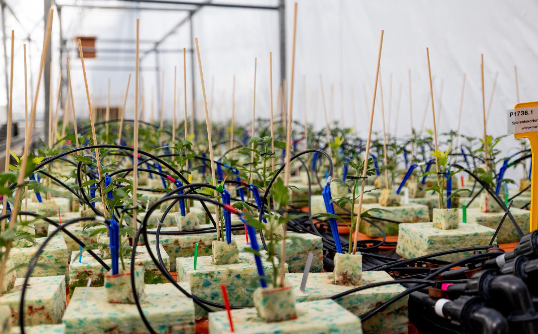 Research - PlantResearch